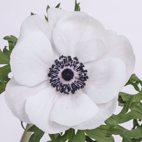Wholesale Flowers | Flowers Direct | Bulk Flowers Online